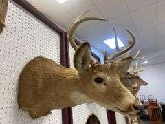 Whitetail buck mount 4x4 - Hurley Real Estate & Auctions