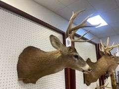 Whitetail buck mount 5x6 - Hurley Real Estate & Auctions