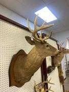 Whitetail buck mount 5x5 - Hurley Real Estate & Auctions