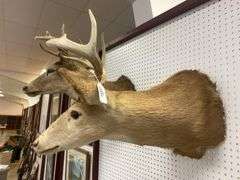 Whitetail buck mount 4x4 - Hurley Real Estate & Auctions
