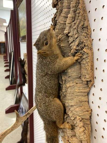 Squirrel Taxidermy Mount - Hurley Real Estate & Auctions