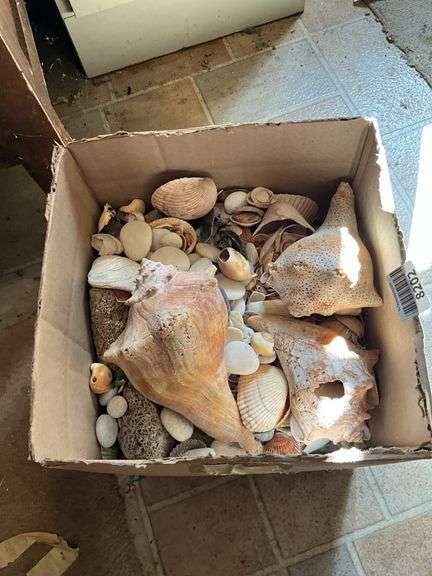 Box of seashells - Hurley Real Estate & Auctions