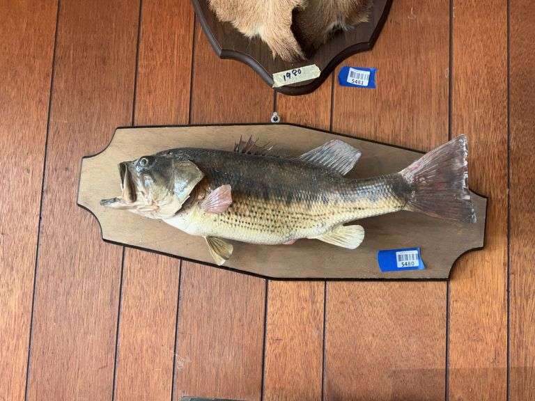 Mounted fish plaque - Hurley Real Estate & Auctions