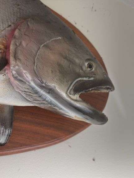 Fish Mount - Innovative Revenue Solutions