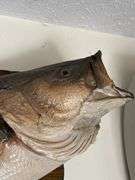 Fish Mount - Innovative Revenue Solutions