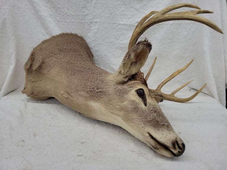 DEER BUCK WALL MOUNT - Isabell Auction