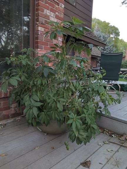 (OUT) LARGE LIVE PLANT IN 18" PLANTER - Isabell Auction