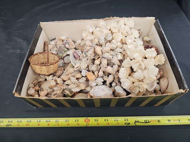 ASSORTED SHELLS - Isabell Auction