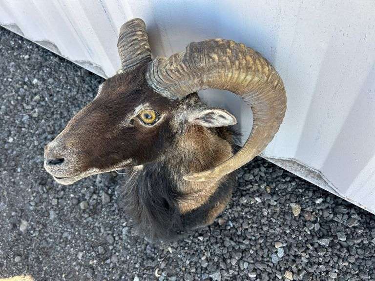 Mounted Ram Head - Albuquerque NM - J&J Auctioneers LLC