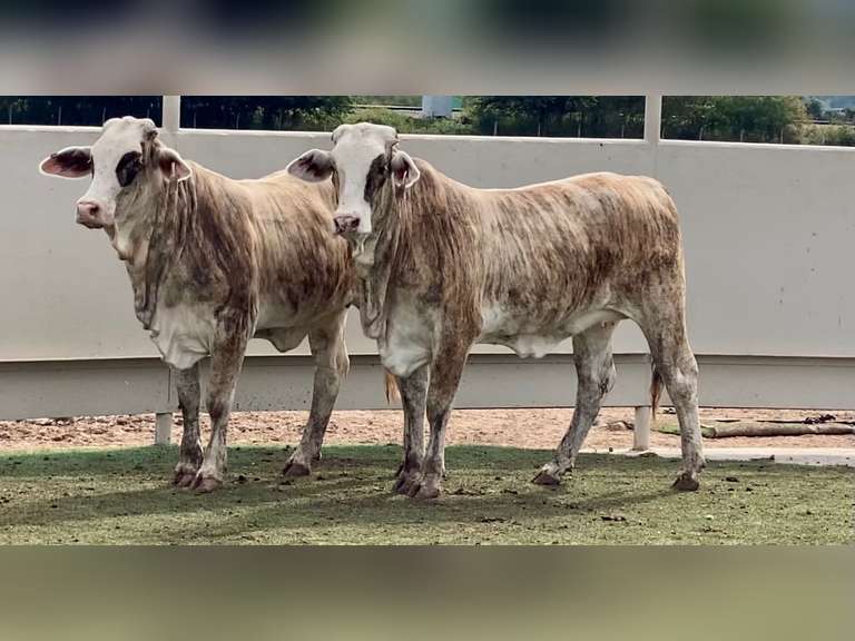 Brahman, Braford & Beefmaster Replacement Heifers - J&J Cattle Co