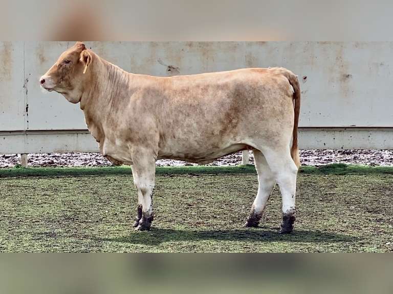 Registered Beefmaster - J&J Cattle Co