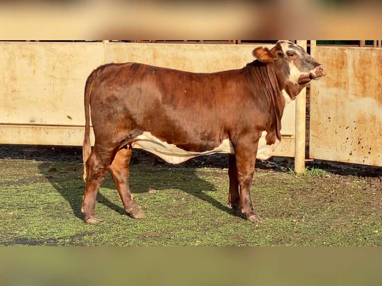 Tiger Beefmaster - J&J Cattle Co