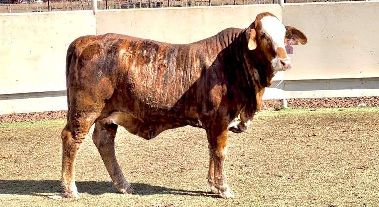 Brahman, Braford, Beefmaster & More - J&J Cattle Co