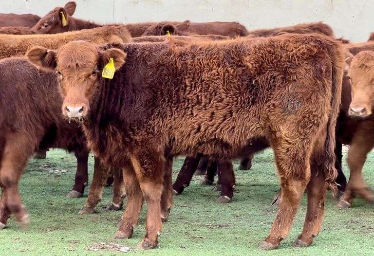 Red Angus Replacement Heifers - J&J Cattle Co