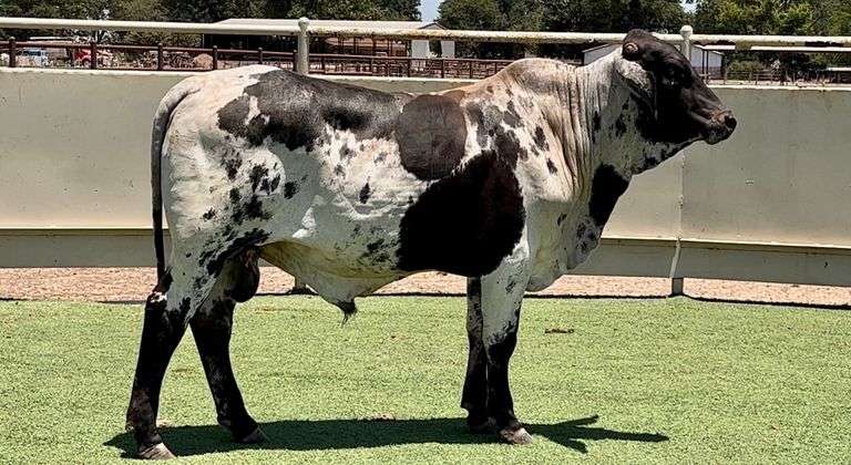 Catalog - J&J Cattle Co