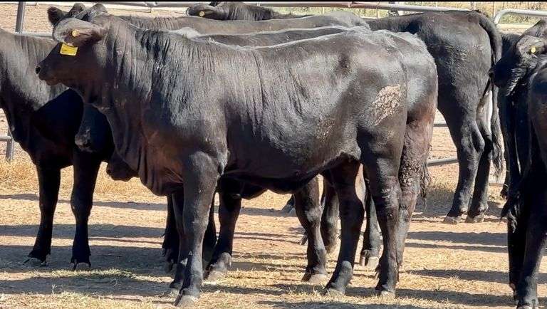 Brangus & Brangus Cross Heifers - J&J Cattle Co