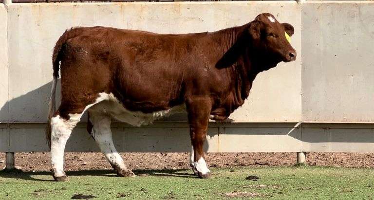 Beefmaster - J&J Cattle Co