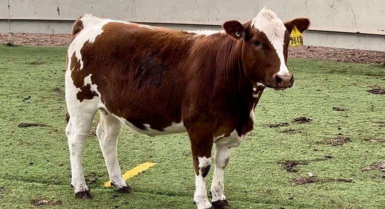 Beefmaster - J&J Cattle Co