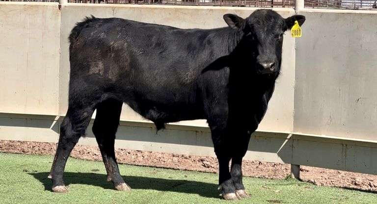 Lot #2880 Angus Bull - J&J Cattle Co