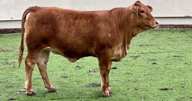 Registered Beefmaster Heifer - J&J Cattle Co