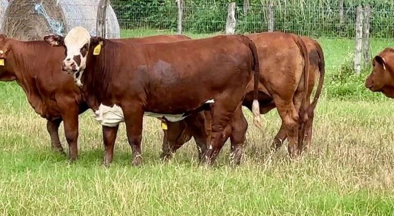 Beefmaster, Simbrah, Santa Gertrudis or Santa Gertrudis Hereford Cross ...