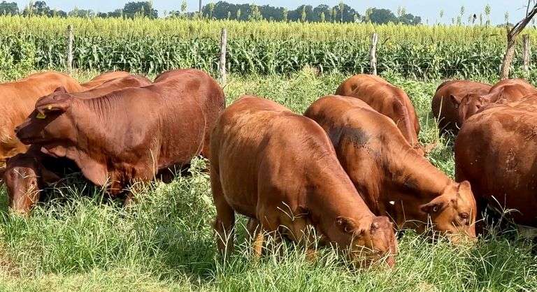 Beefmaster, Simbrah, Santa Gertrudis or Santa Gertrudis Hereford Cross ...