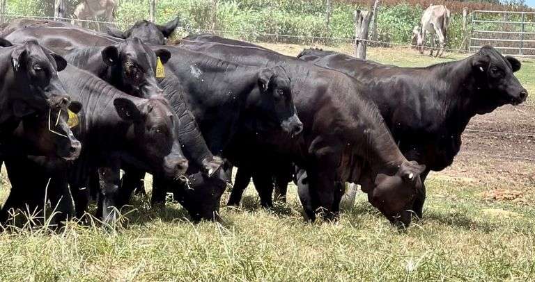 Brangus & Brangus Cross Heifers - J&J Cattle Co