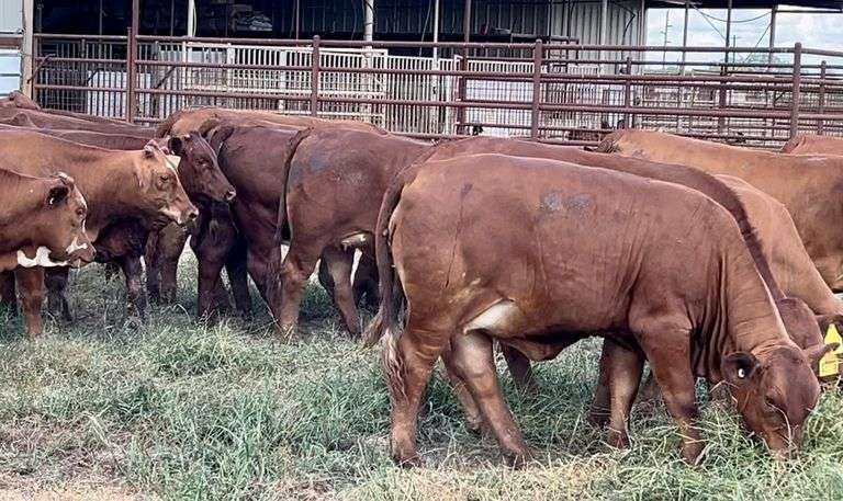 Beefmaster, Simbrah, Santa Gertrudis or Santa Gertrudis Hereford Cross ...