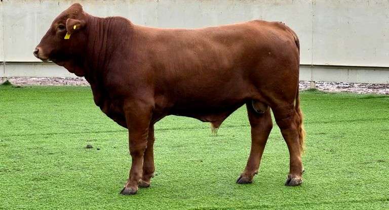 Lot #4292 Beefmaster Bull - J&J Cattle Co