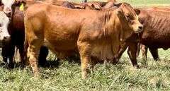 Beefmaster, Simbrah, Santa Gertrudis or Santa Gertrudis Hereford Cross ...
