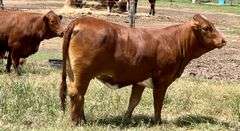 Beefmaster, Simbrah, Santa Gertrudis or Santa Gertrudis Hereford Cross ...