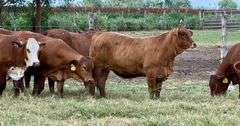 Beefmaster, Simbrah, Santa Gertrudis or Santa Gertrudis Hereford Cross ...