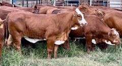 Beefmaster, Simbrah, Santa Gertrudis or Santa Gertrudis Hereford Cross ...