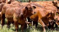 Beefmaster, Simbrah, Santa Gertrudis or Santa Gertrudis Hereford Cross ...