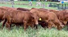 Beefmaster, Simbrah, Santa Gertrudis or Santa Gertrudis Hereford Cross ...