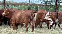 Beefmaster, Simbrah, Santa Gertrudis or Santa Gertrudis Hereford Cross ...