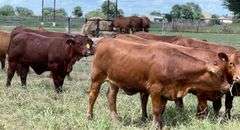 Beefmaster, Simbrah, Santa Gertrudis or Santa Gertrudis Hereford Cross ...