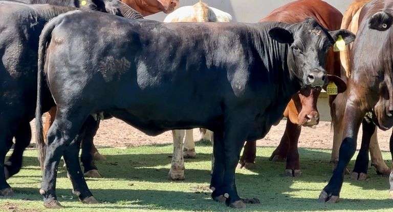 Finished and Grain Fed Feeder Heifers - J&J Cattle Co