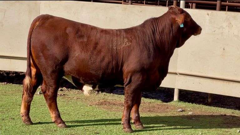 Lot #398 Beefmaster Bull - J&J Cattle Co