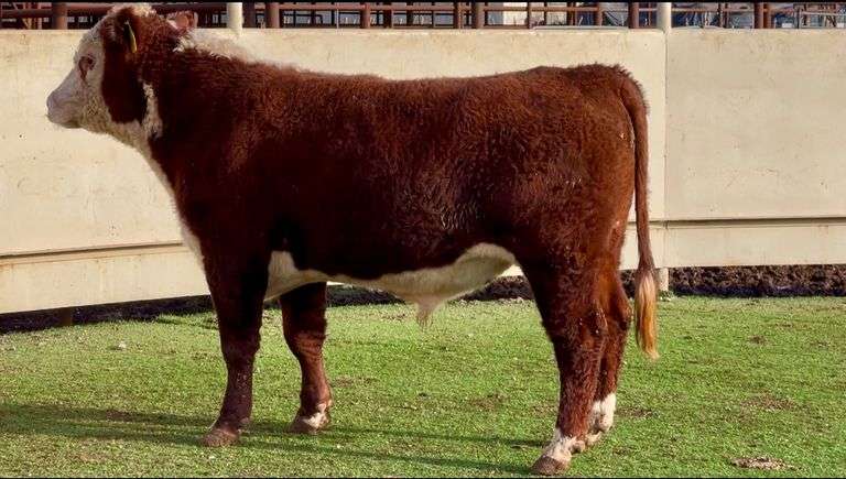 Lot #47231 Polled Hereford Bull - J&J Cattle Co