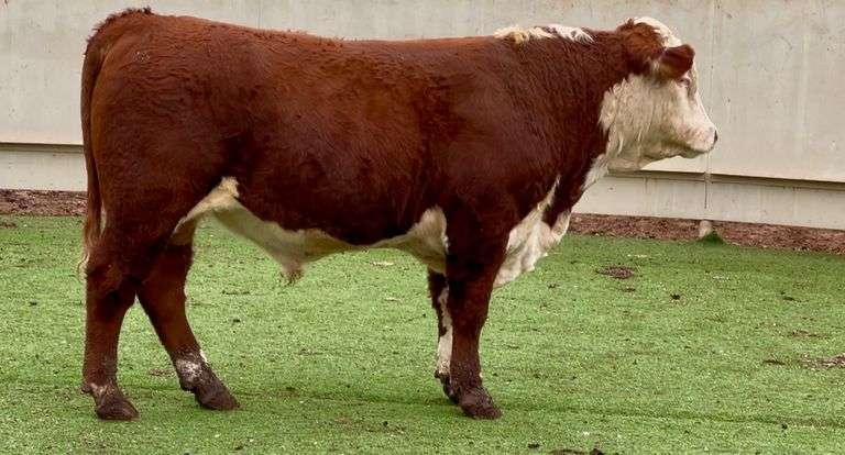 Lot #40944 Polled Hereford Bull - J&J Cattle Co