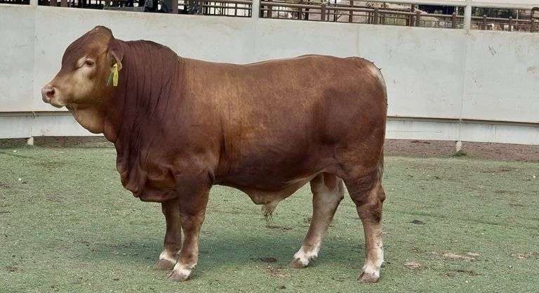 Lot #57408 Registered Beefmaster Bull - J&J Cattle Co