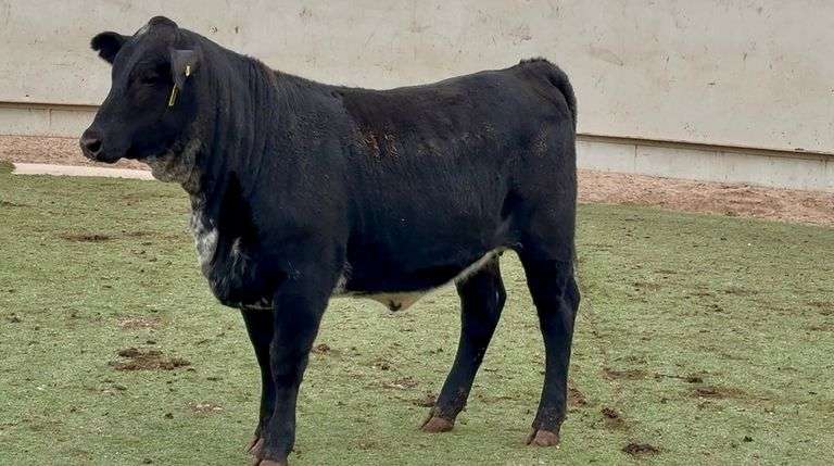 Black Beefmaster - J&J Cattle Co