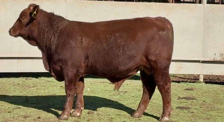 Lot #97578 Beefmaster Bull - J&J Cattle Co