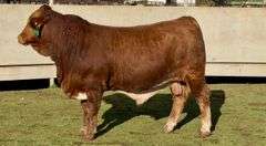 Lot #99604 Registered Beefmaster Bull - J&J Cattle Co