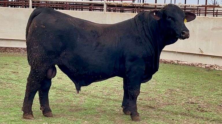 Lot #3945 Brangus Bull - J&J Cattle Co