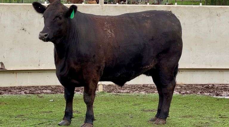 Finished Angus Butcher Steer - J&J Cattle Co