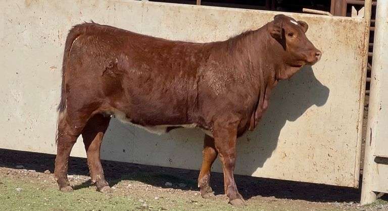 E6 Beefmaster Heifer - J&J Cattle Co
