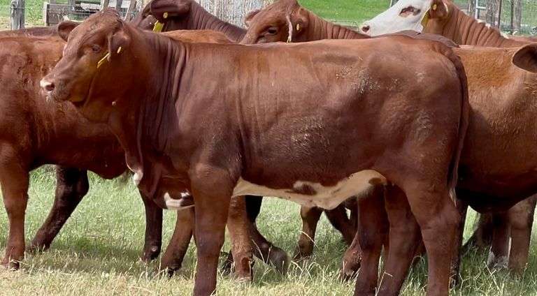Beefmaster, Simbrah, Santa Gertrudis or Santa Gertrudis-Hereford ...