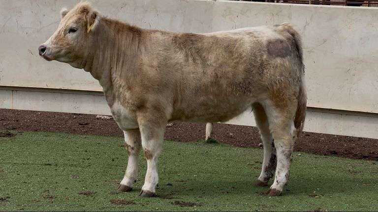 Charolais Cross Heifer - J&J Cattle Co